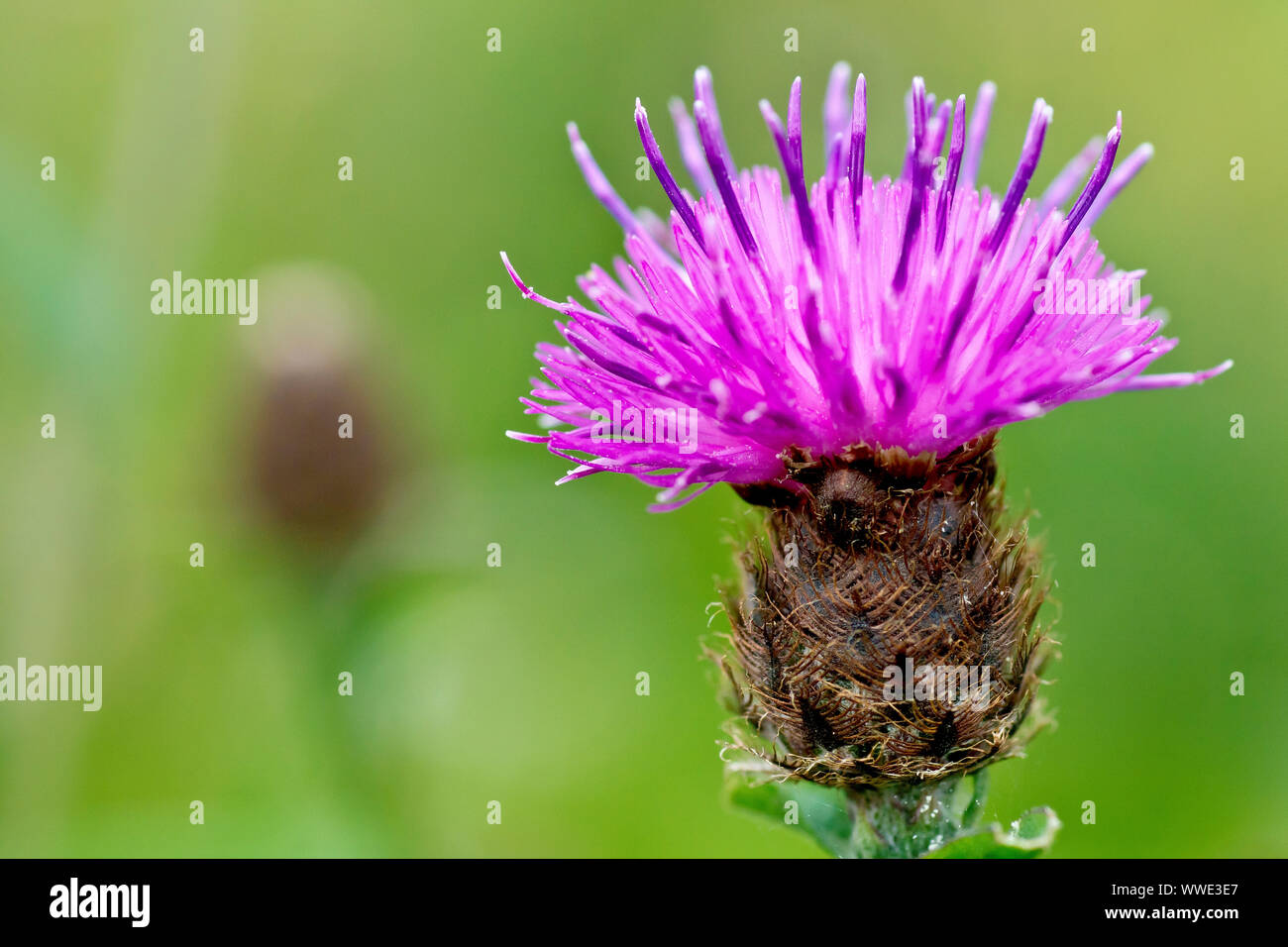 Lesser Knapweed or Hardheads (centaurea nigra), close up of a single ...