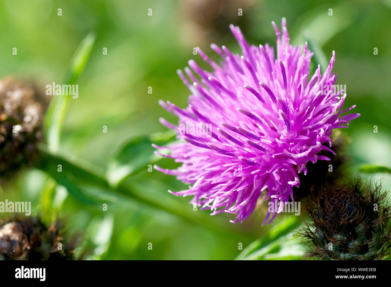 Lesser Knapweed or Hardheads (centaurea nigra), close up of a flower ...