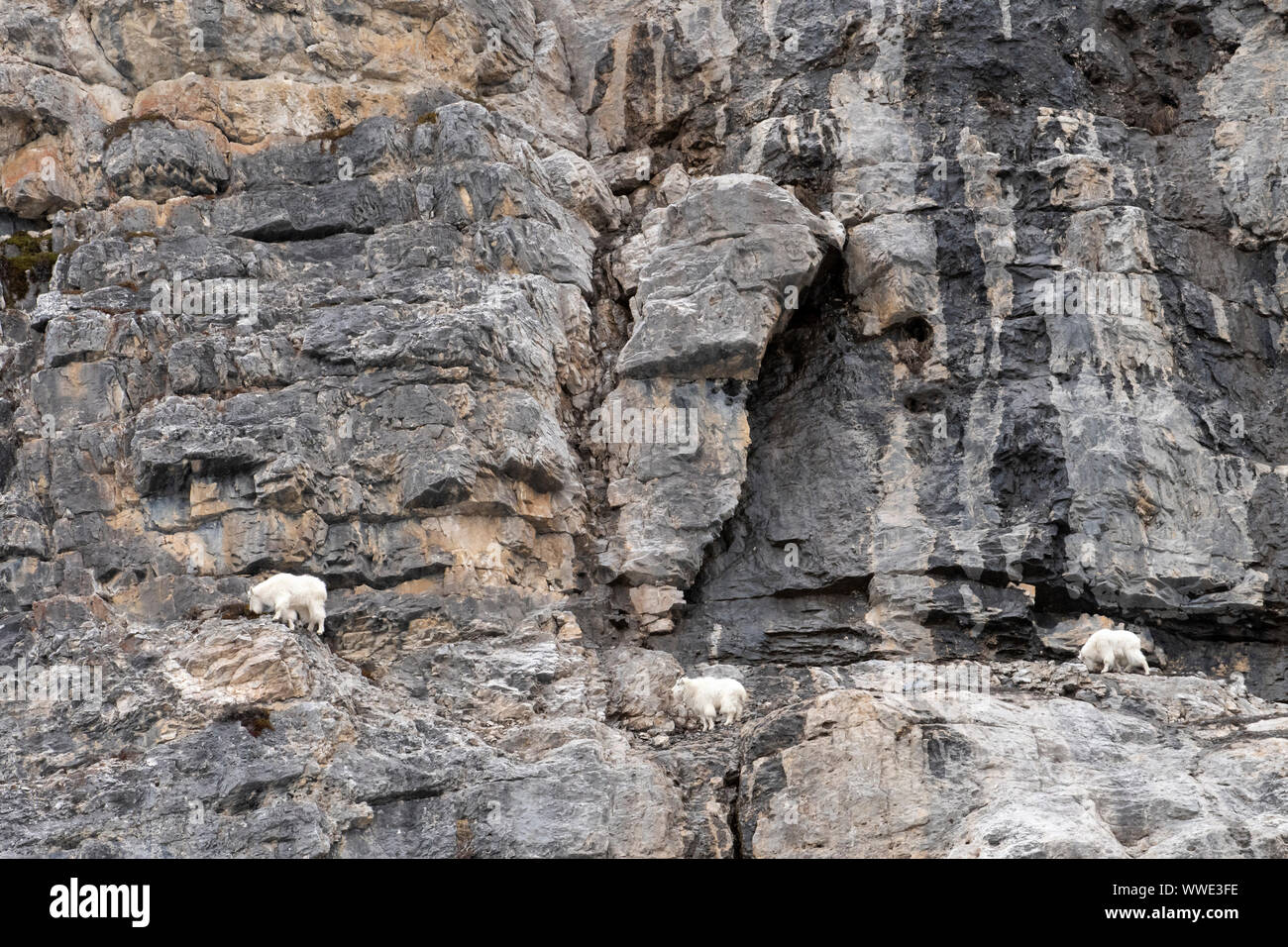 Alpine goats hi-res stock photography and images - Alamy