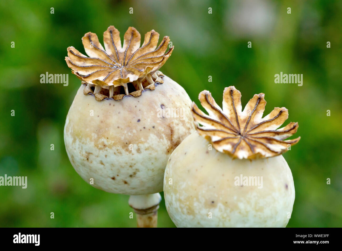 Opium Poppy (papaver somniferum), close up of a couple of seedheads ...