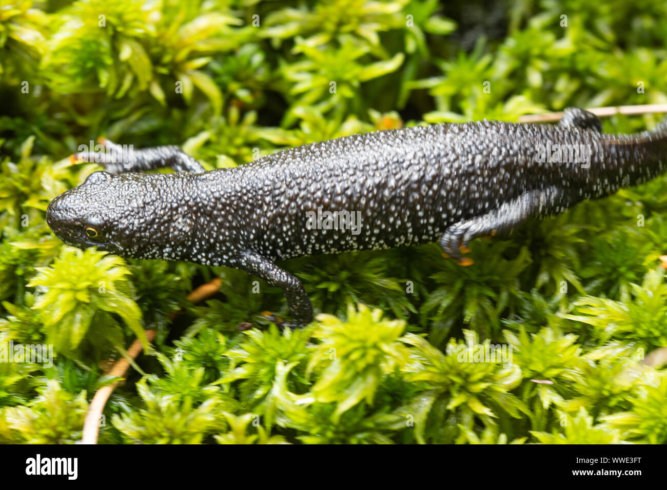 Great crested newt (Triturus cristatus), the largest of the three ...
