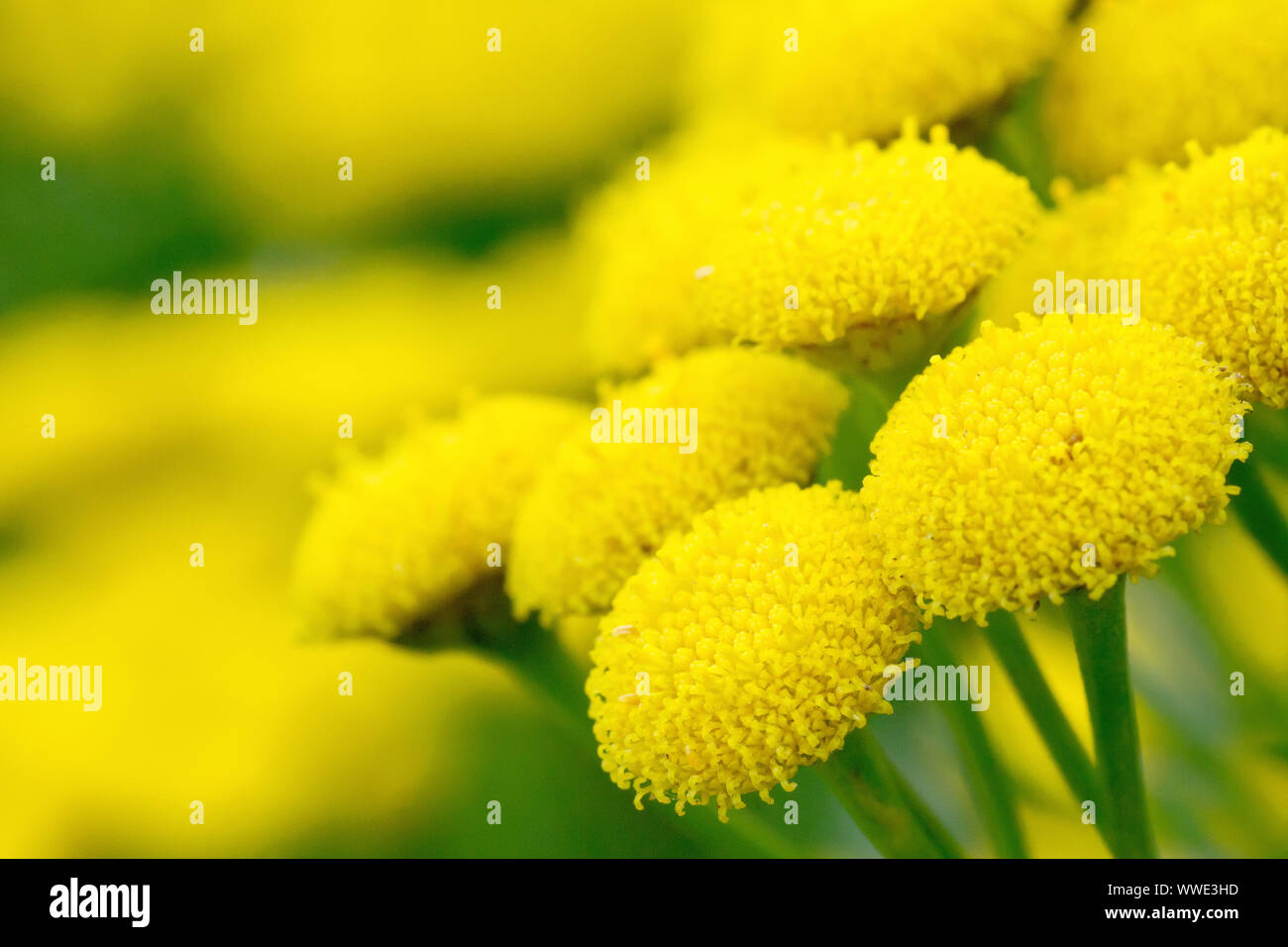 Tansy (tanacetum vulgare), close up of the tight-knit head of yellow ...