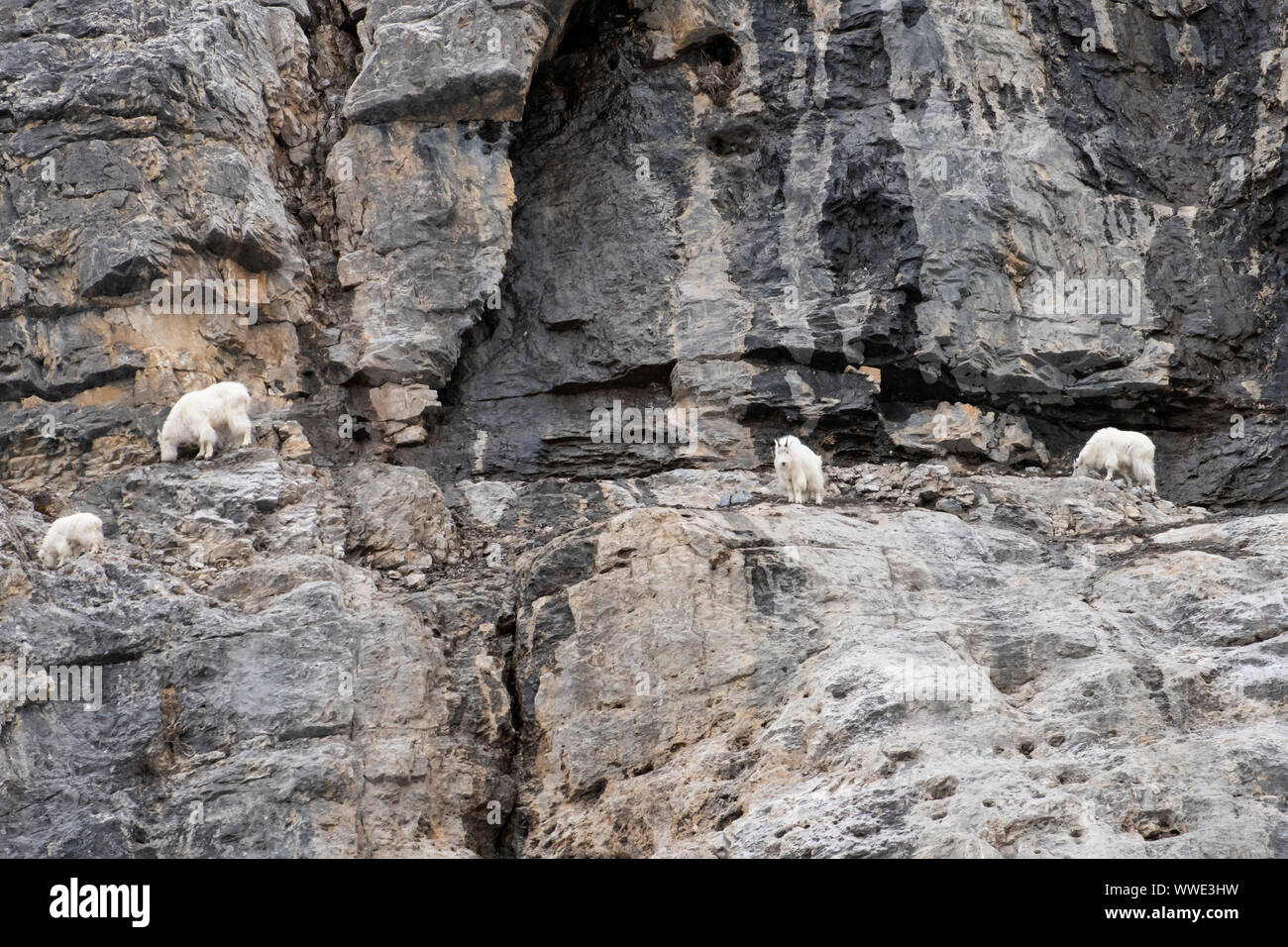 North America; Canada; Alberta; Jasper National Park; Wildlife ...
