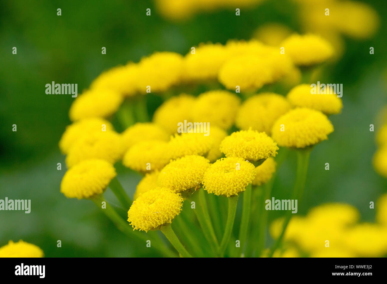 Tansy (tanacetum vulgare), close up of the tight-knit head of yellow ...