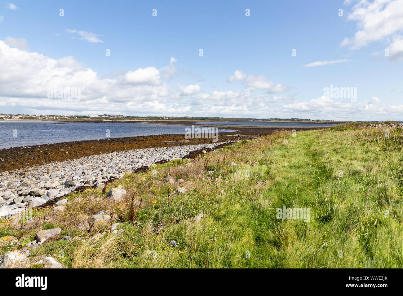 Vegetation in Hare Island with Galway city in background, Galway ...