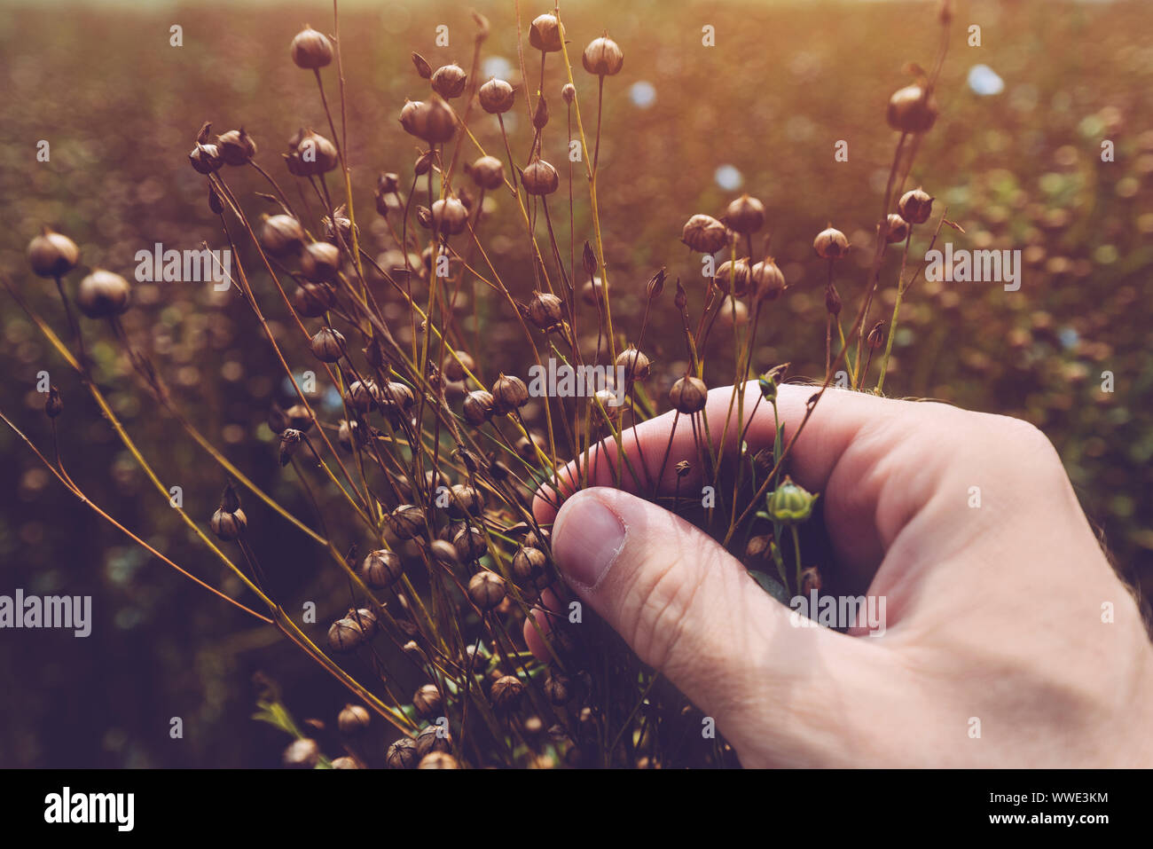 Linseed plants hi-res stock photography and images - Alamy