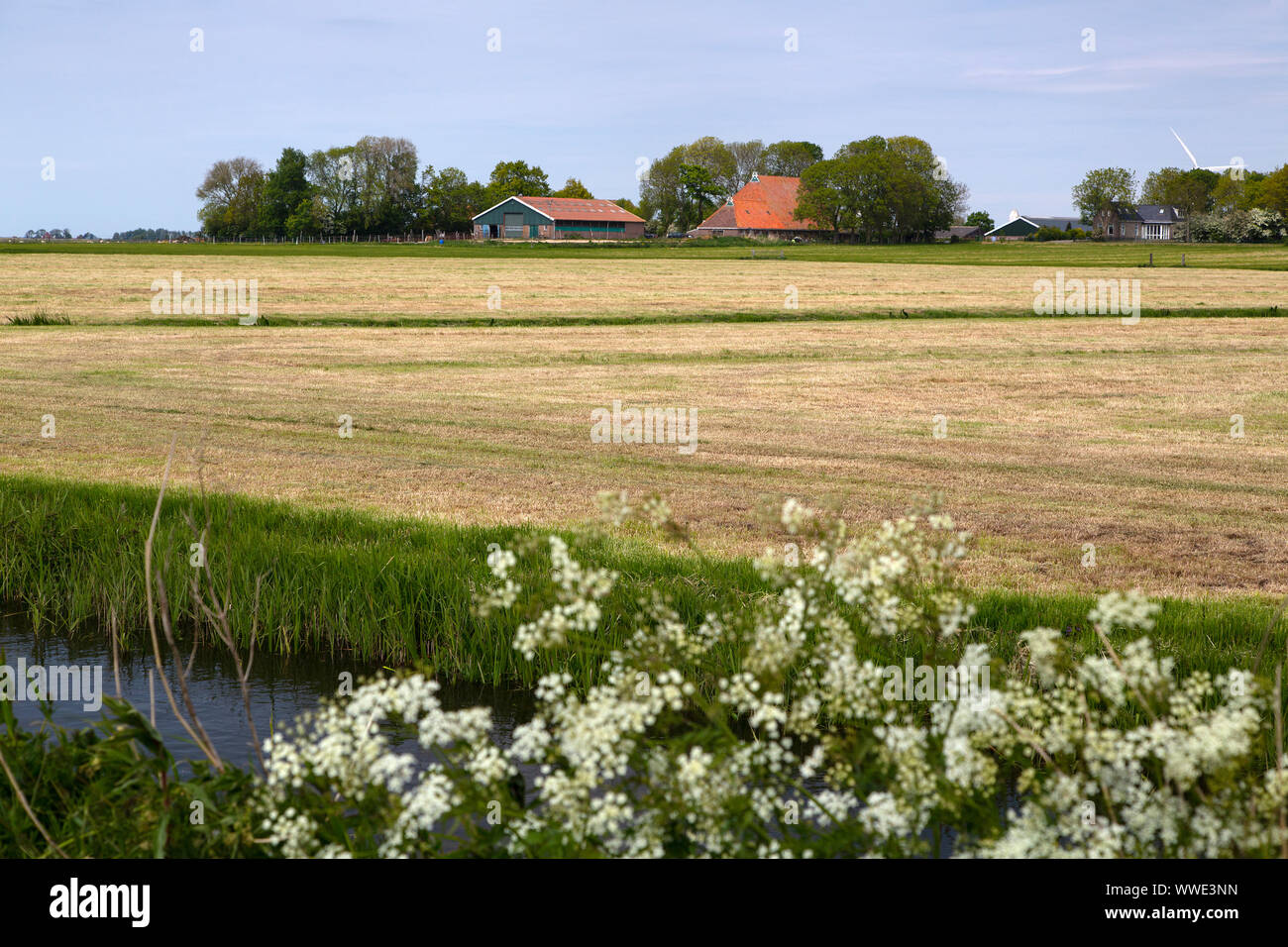 Typical rural landscape of southwestern part of Dutch province ...