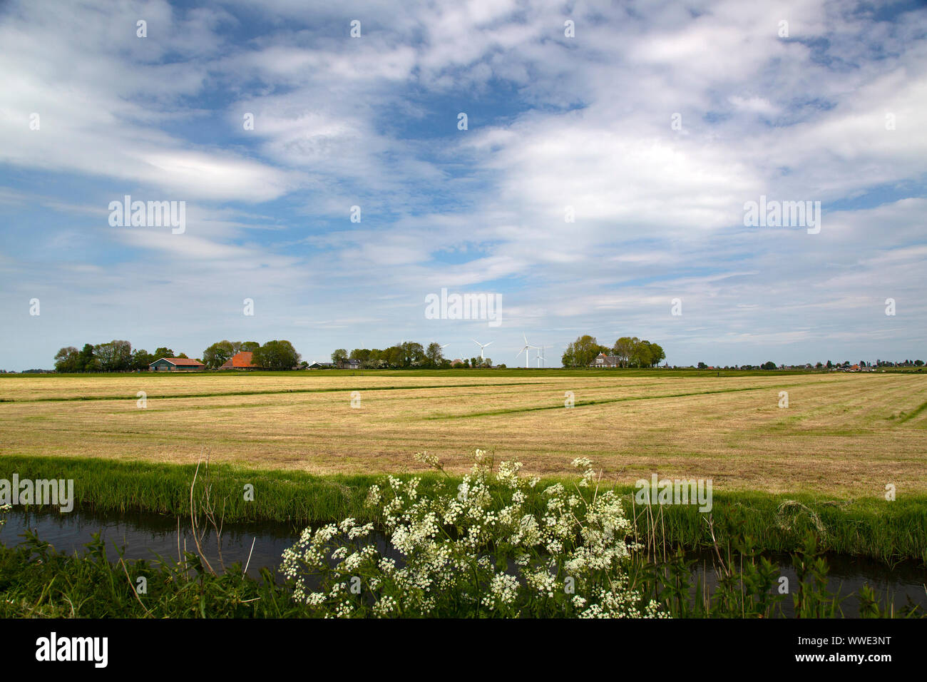 Typical rural landscape of southwestern part of Dutch province ...