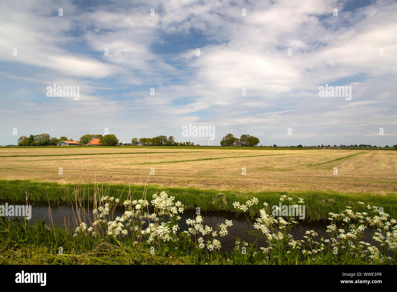 Typical rural landscape of southwestern part of Dutch province ...