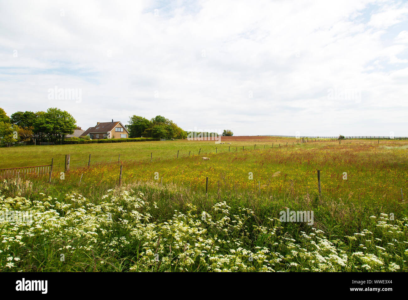 Typical rural landscape of southwestern part of Dutch province ...