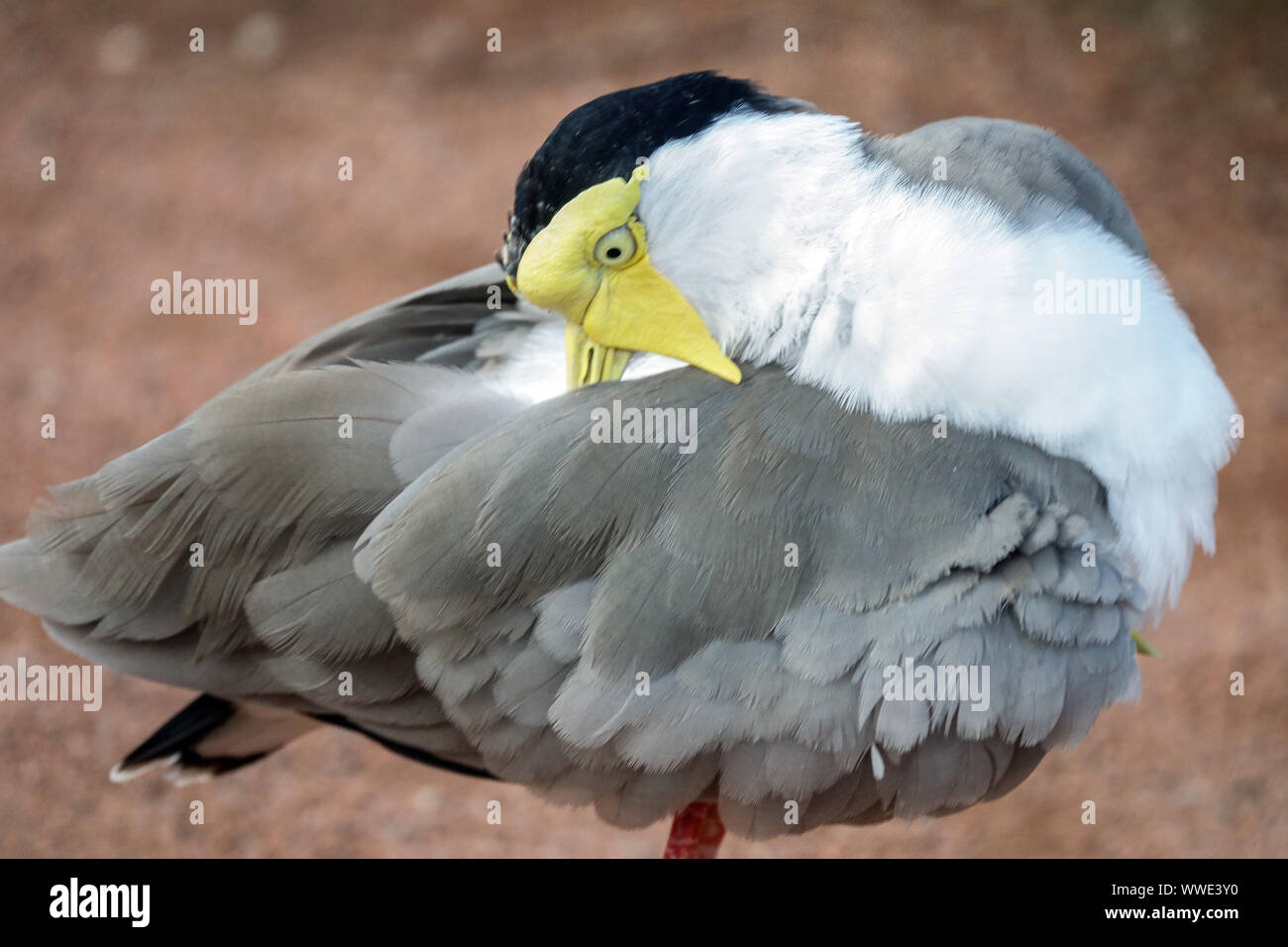 Masked lapwing Vanellus miles Stock Photo - Alamy