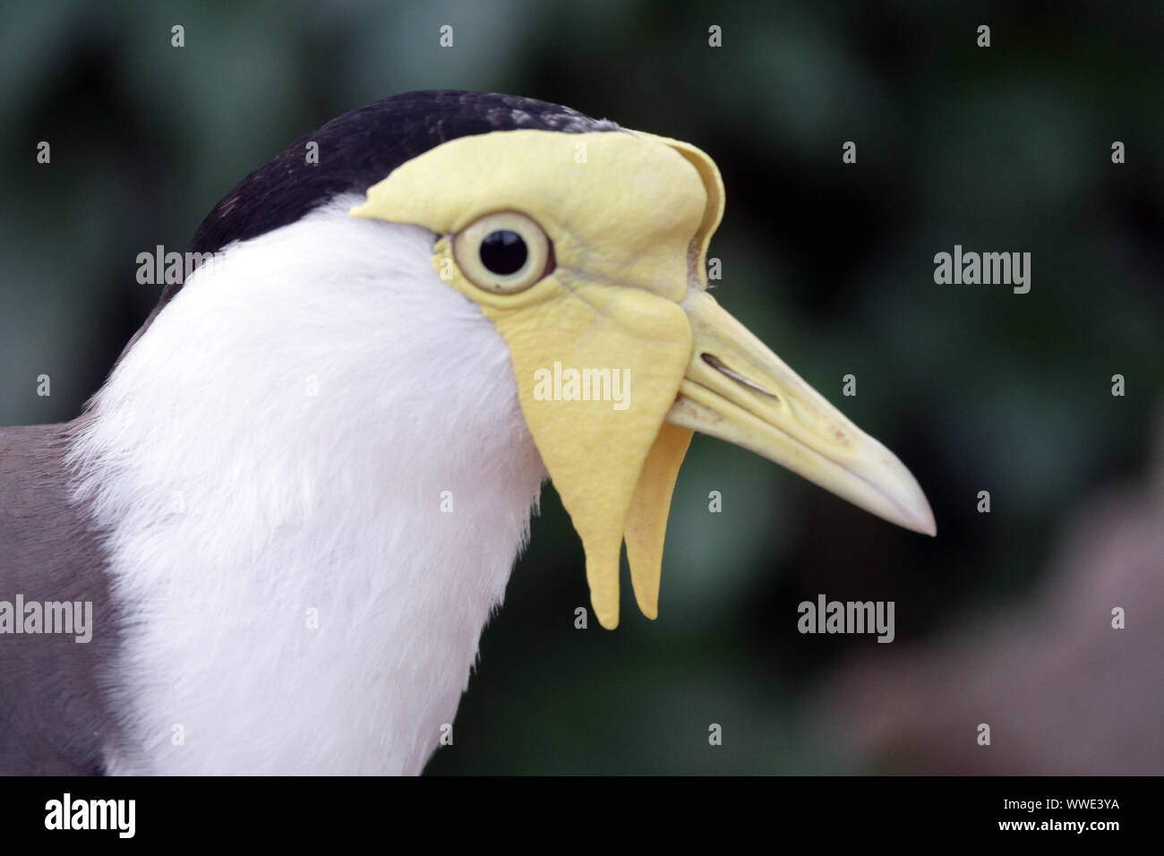 Masked lapwing Vanellus miles detail head Stock Photo - Alamy