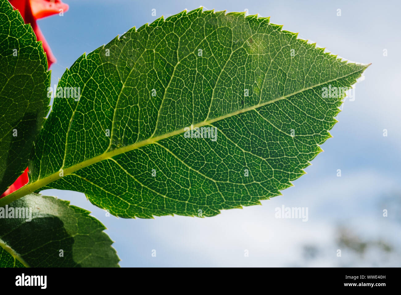 green leaf of a bush in the garden. texture Stock Photo - Alamy