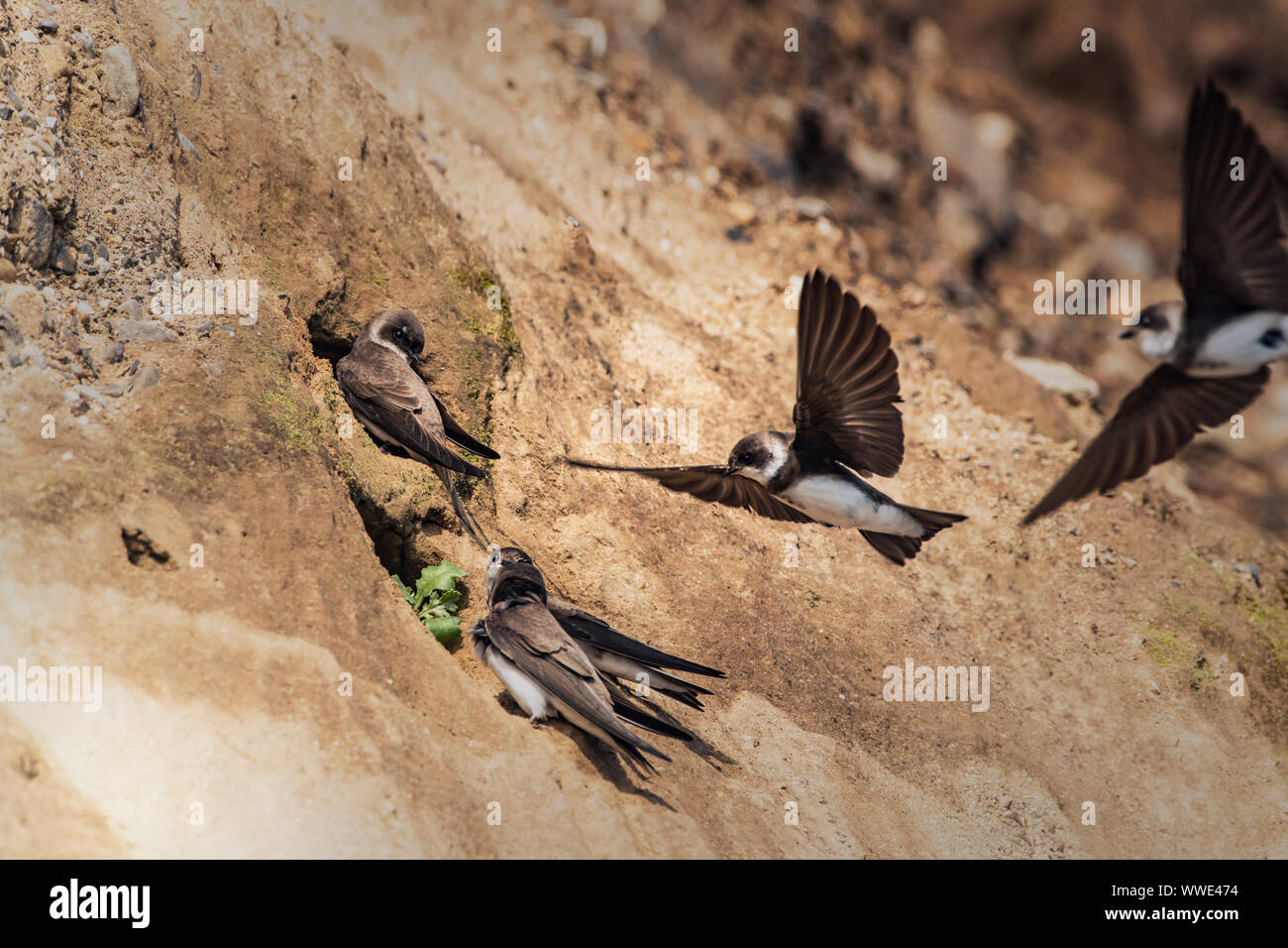 Colony of Sand Martins (Riparia riparia) flying around their nest holes ...