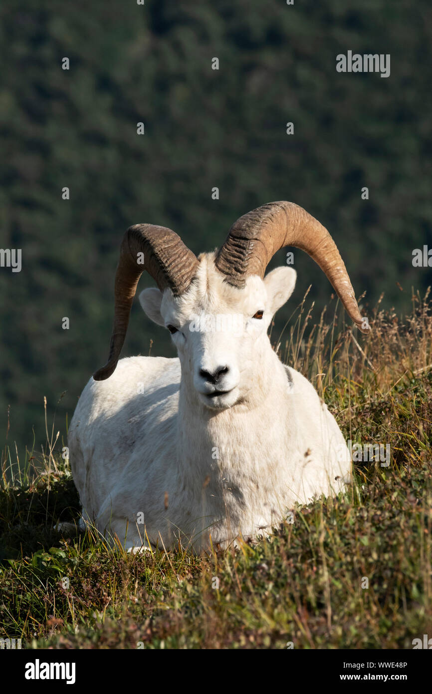 North America; United States; Alaska; Denali National Park; Wildlife ...