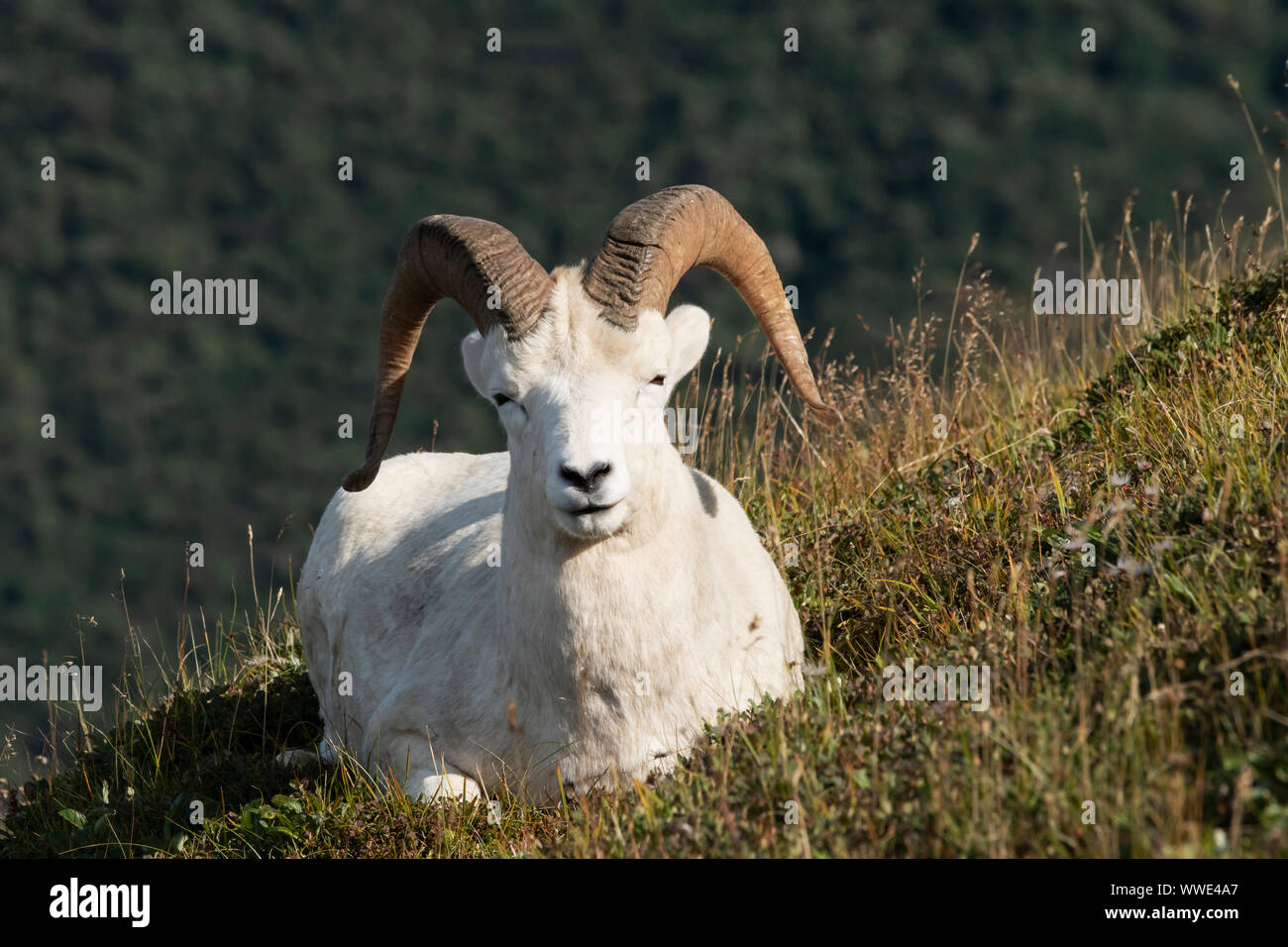 North America; United States; Alaska; Denali National Park; Wildlife ...