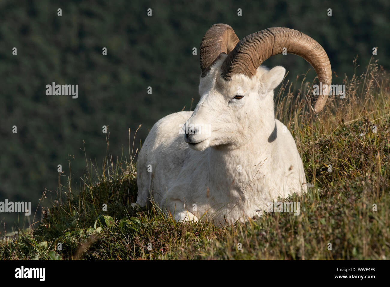 North America; United States; Alaska; Denali National Park; Wildlife ...