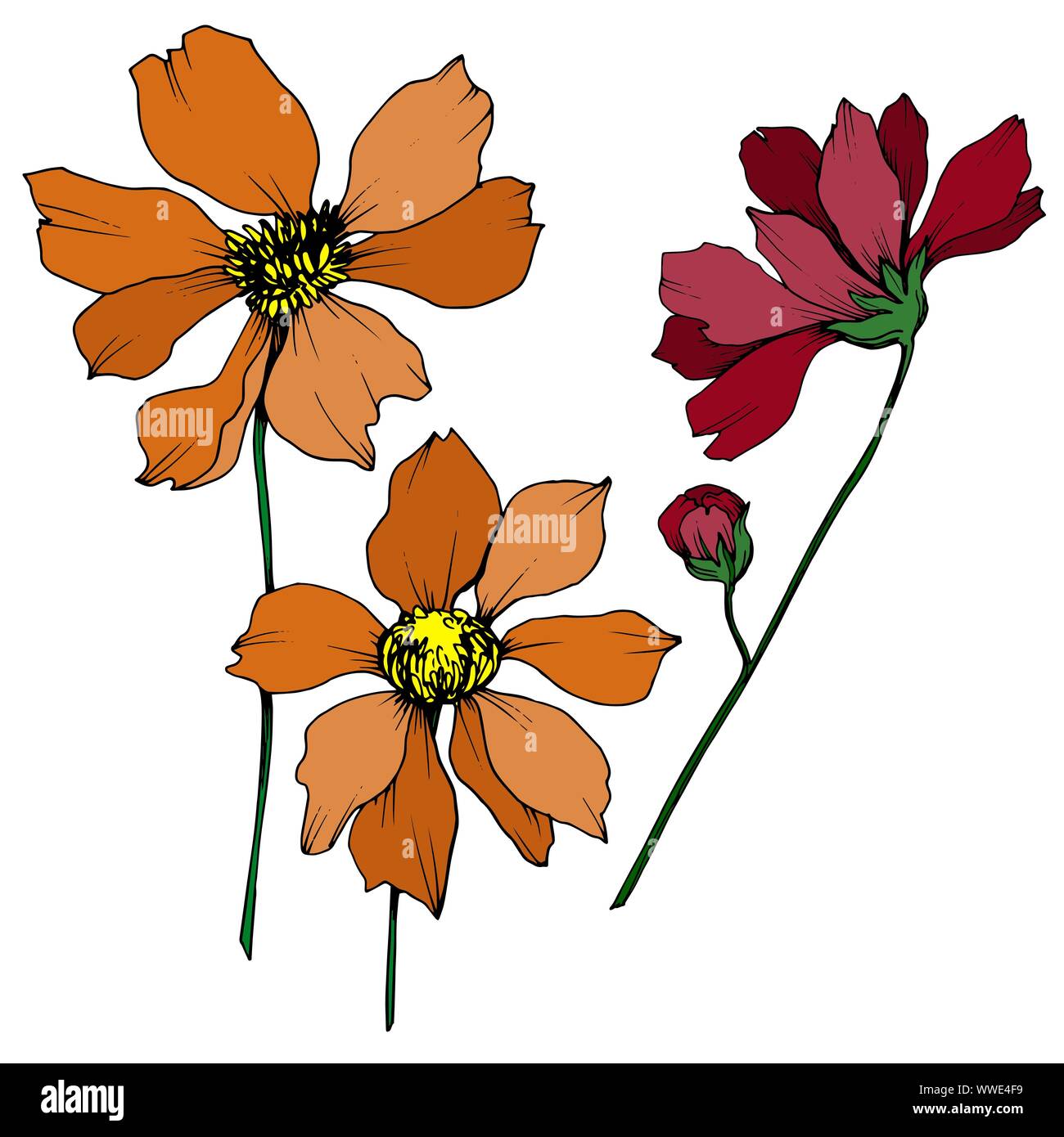 Vector Cosmos floral botanical flowers. Black and white engraved ink ...