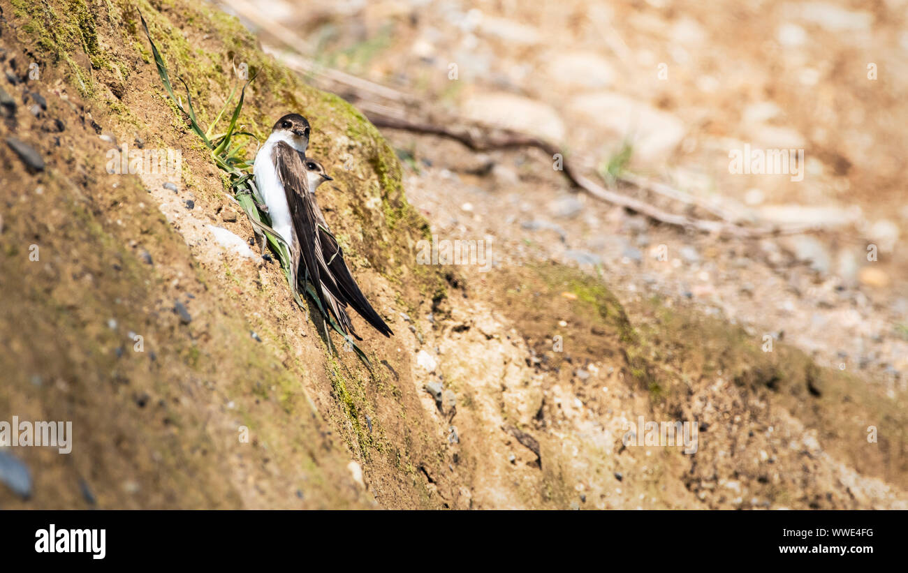 Pair of Sand Martins (Riparia riparia) playing around their nest holes ...