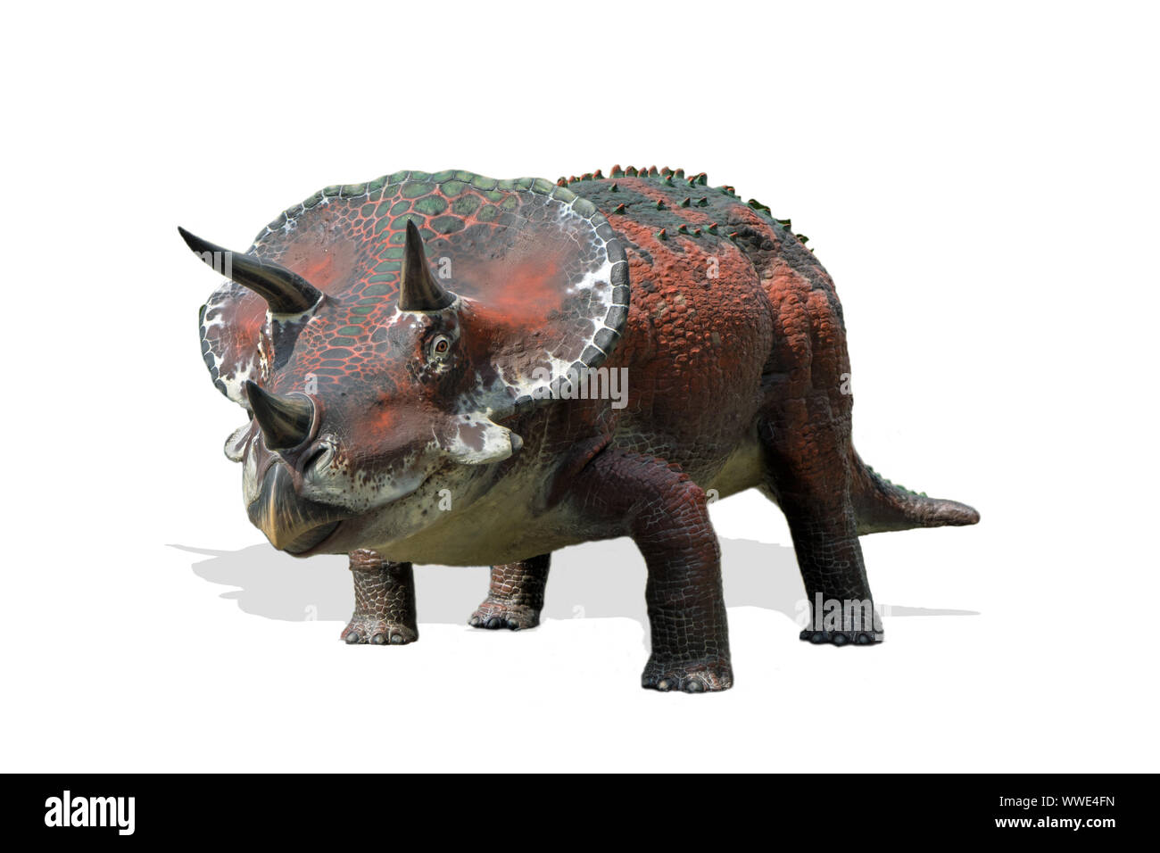 Portrait of triceratops isolated on white background.Triceratops is an ...