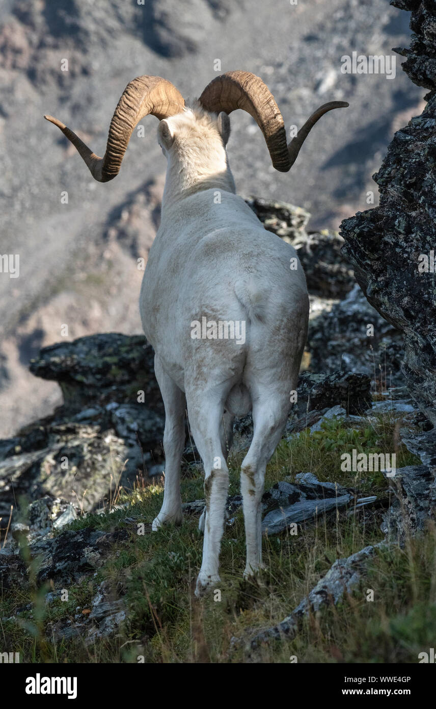 North America; United States; Alaska; Denali National Park; Wildlife ...