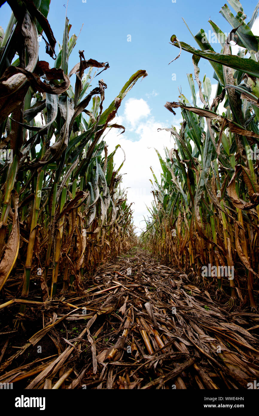 Field field hand hi-res stock photography and images - Alamy