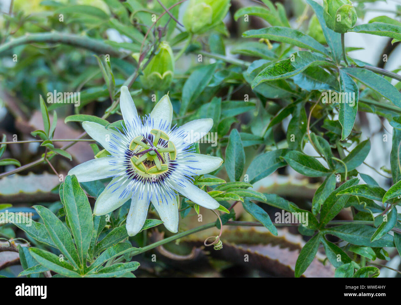 Passiflora Incarnata Leaves