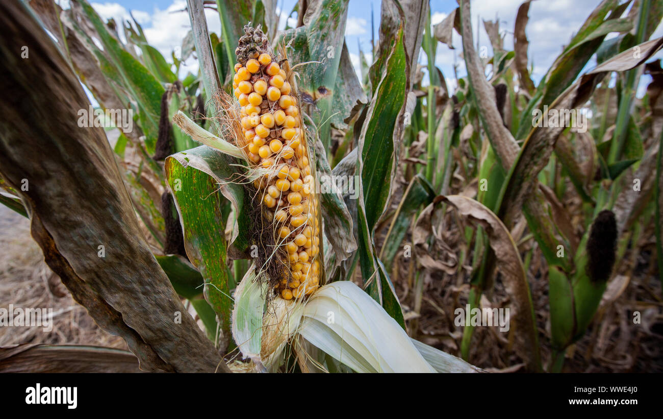 Central indiana corn hi-res stock photography and images - Alamy