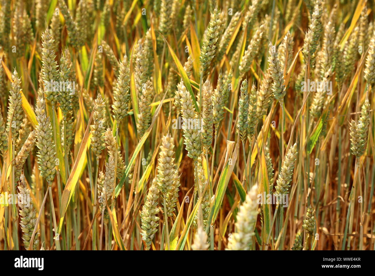 Agronomy breeding hi-res stock photography and images - Alamy