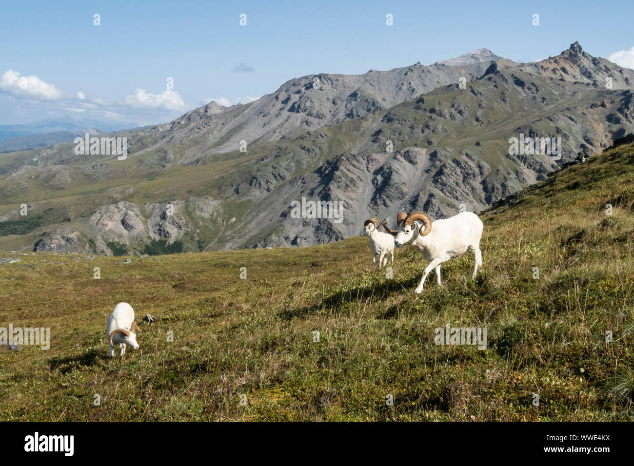 North America; United States; Alaska; Denali National Park; Wildlife ...