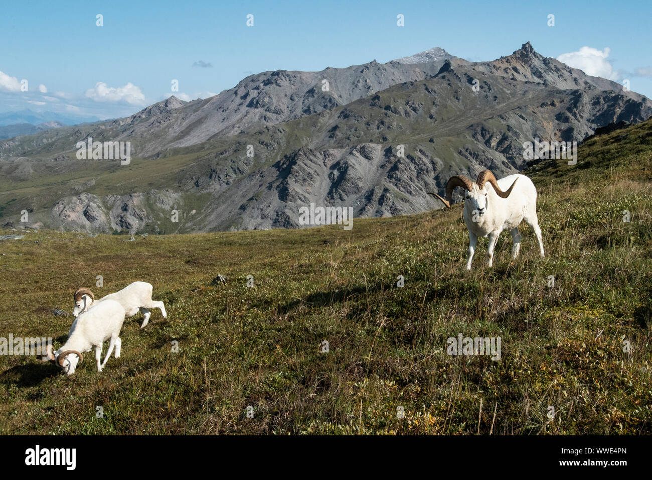 North America; United States; Alaska; Denali National Park; Wildlife ...
