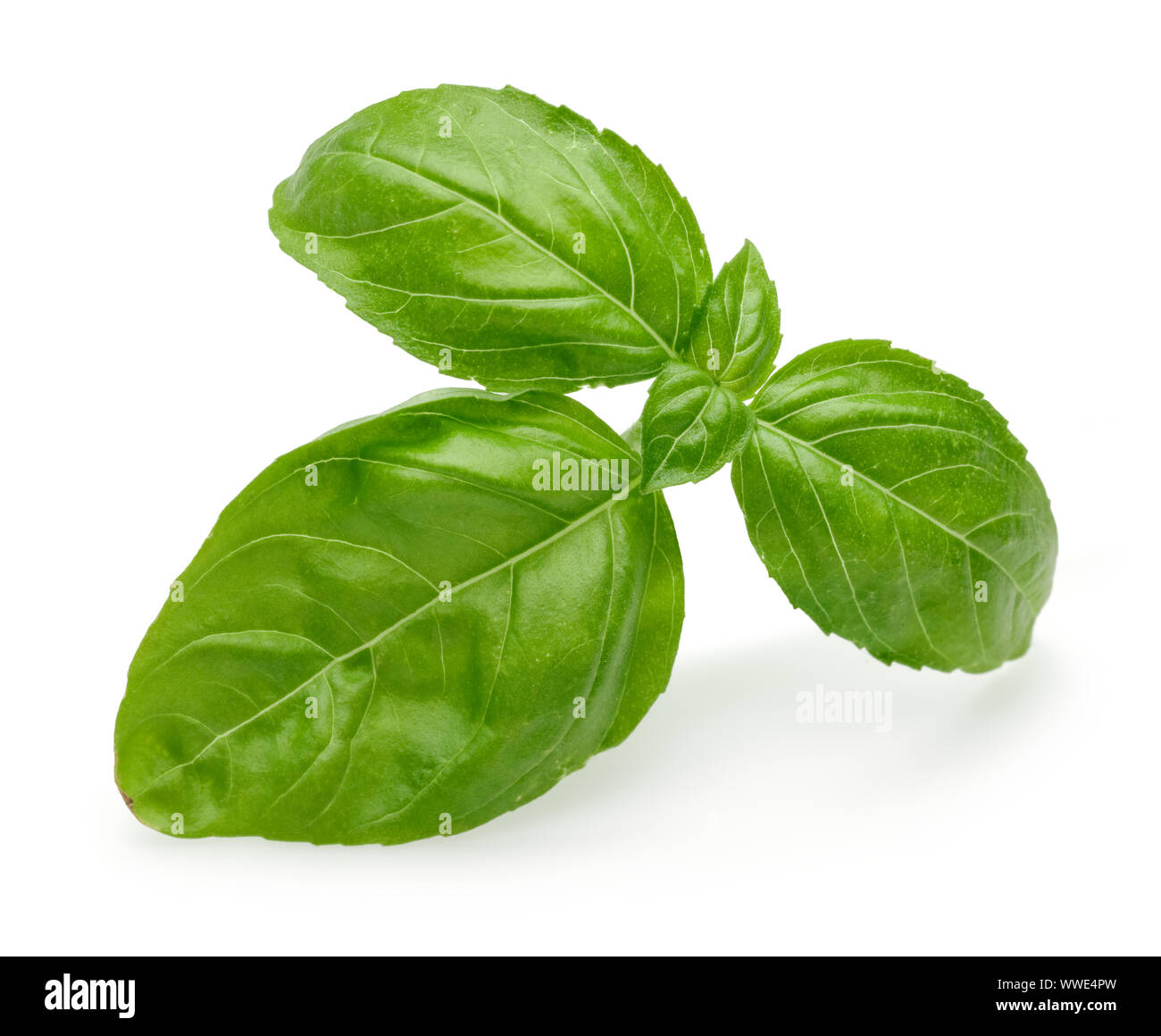 Green basil leaves isolated on white background Stock Photo - Alamy