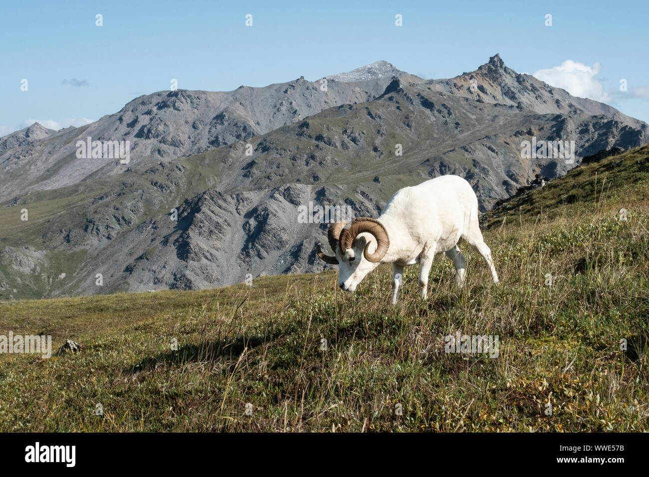 North America; United States; Alaska; Denali National Park; Wildlife ...
