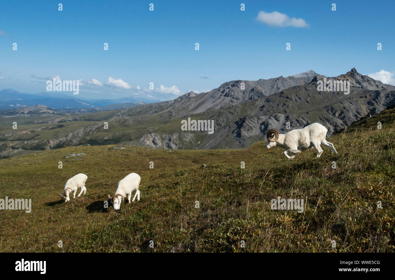 North America; United States; Alaska; Denali National Park; Wildlife ...