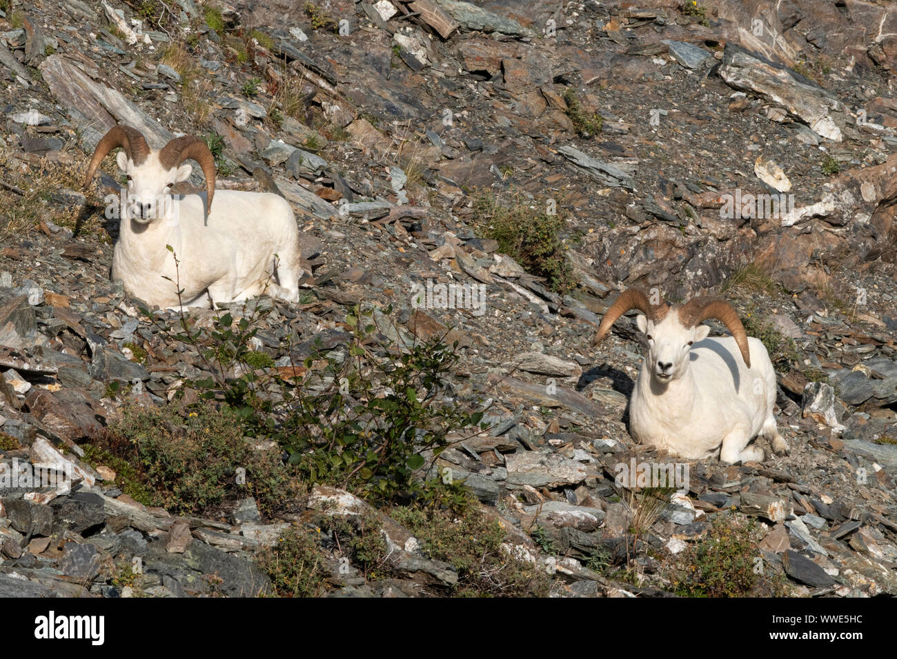 Sheep mountain sheep hi-res stock photography and images - Alamy