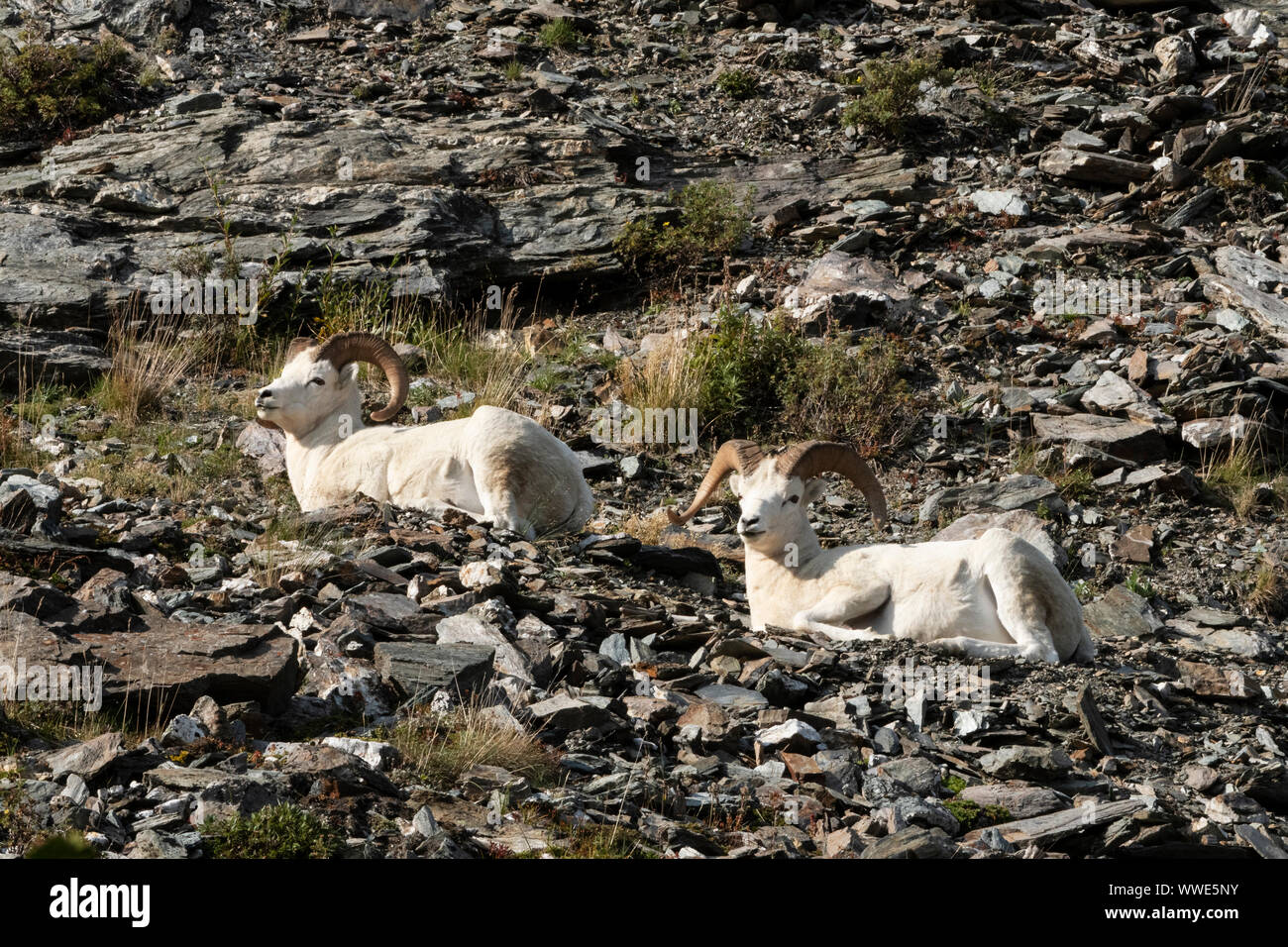 North America; United States; Alaska; Denali National Park; Wildlife ...