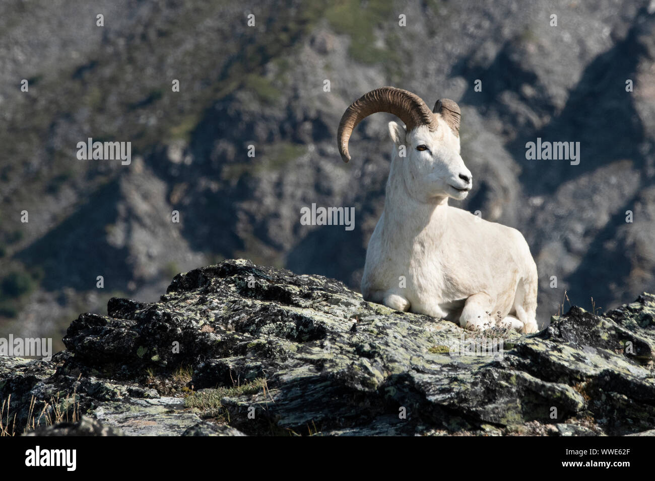North America; United States; Alaska; Denali National Park; Wildlife ...
