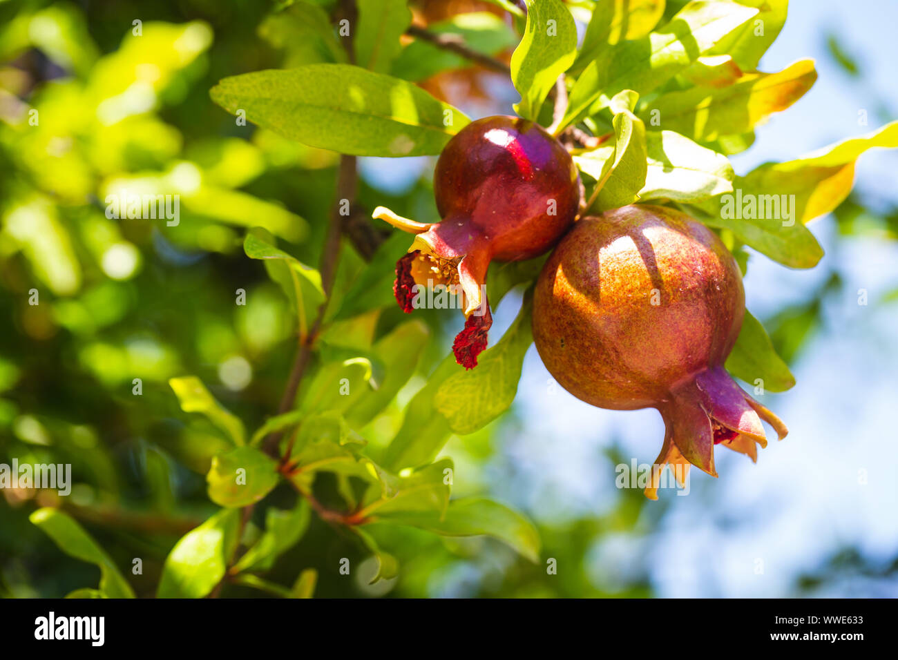 Bunch of pomegranate fruit growing on a tree in the garden Stock Photo ...