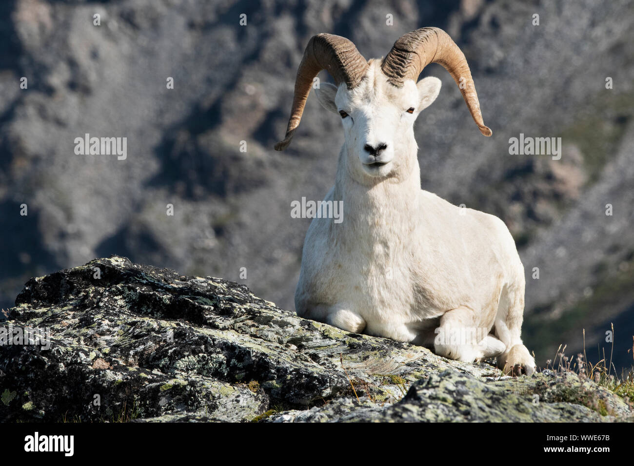 North America; United States; Alaska; Denali National Park; Wildlife ...