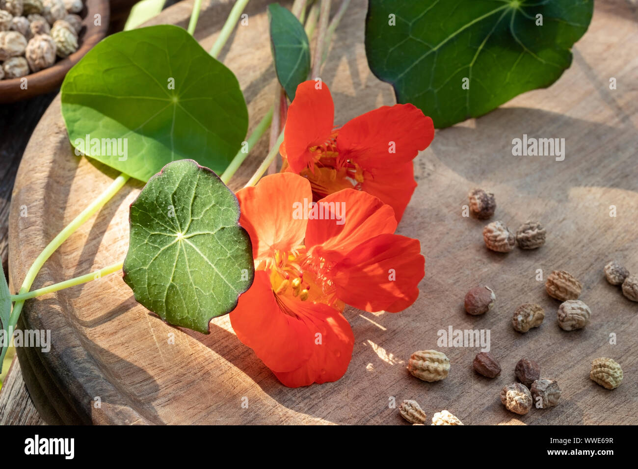 Tropaeolum seed hi-res stock photography and images - Alamy