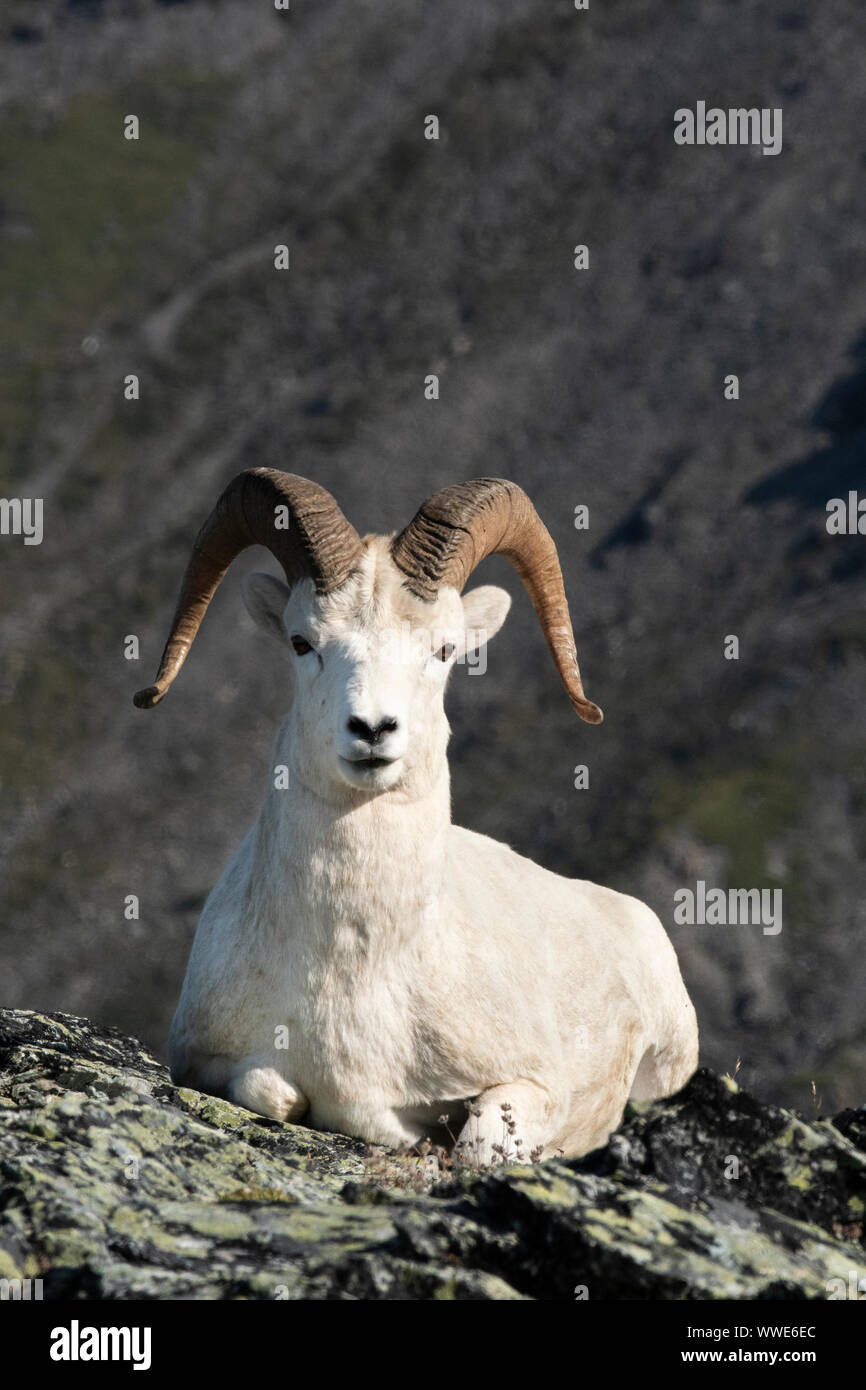 North America; United States; Alaska; Denali National Park; Wildlife ...