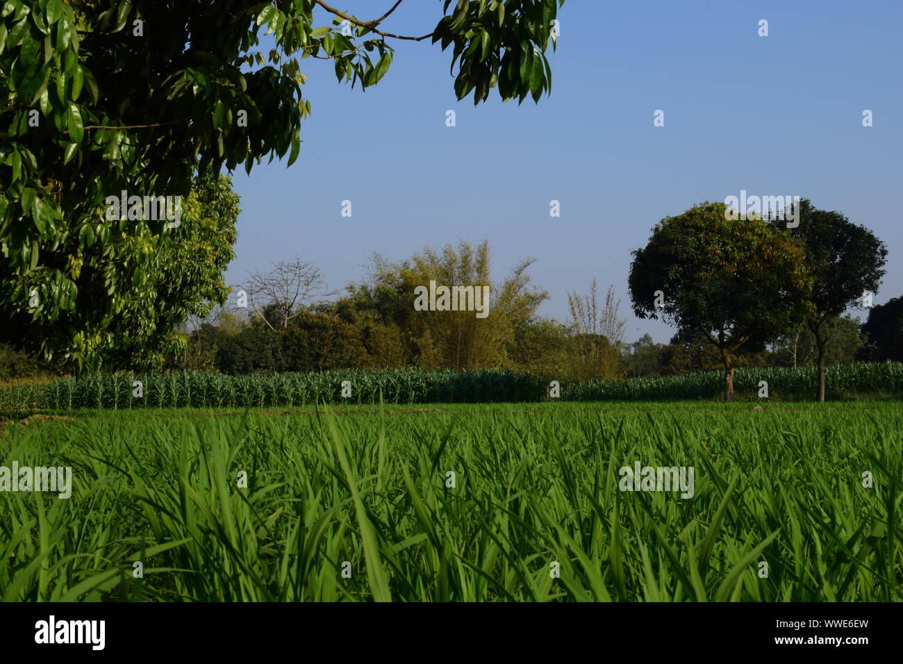 Beautiful green paddy field and trees Stock Photo - Alamy
