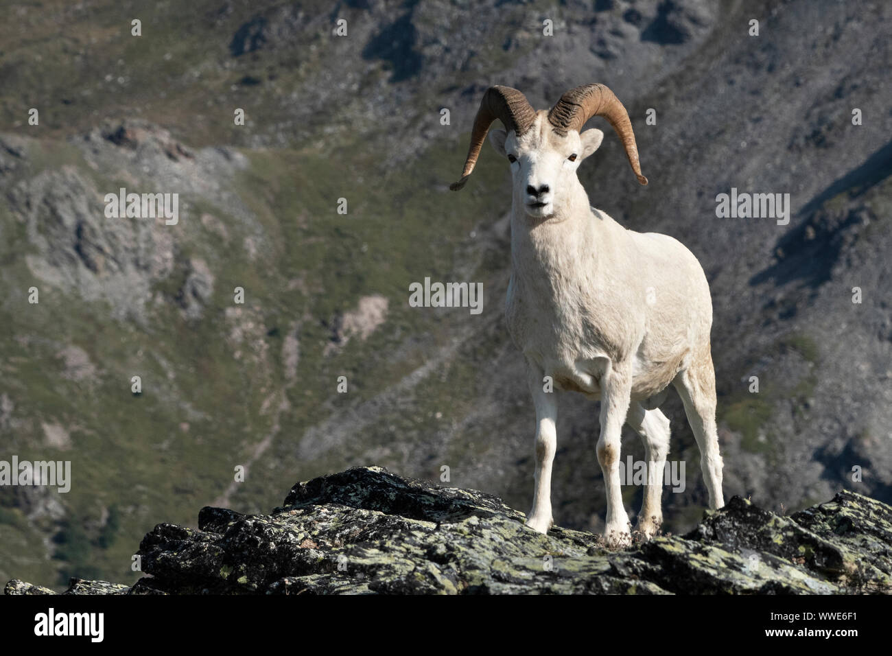 North America; United States; Alaska; Denali National Park; Wildlife ...