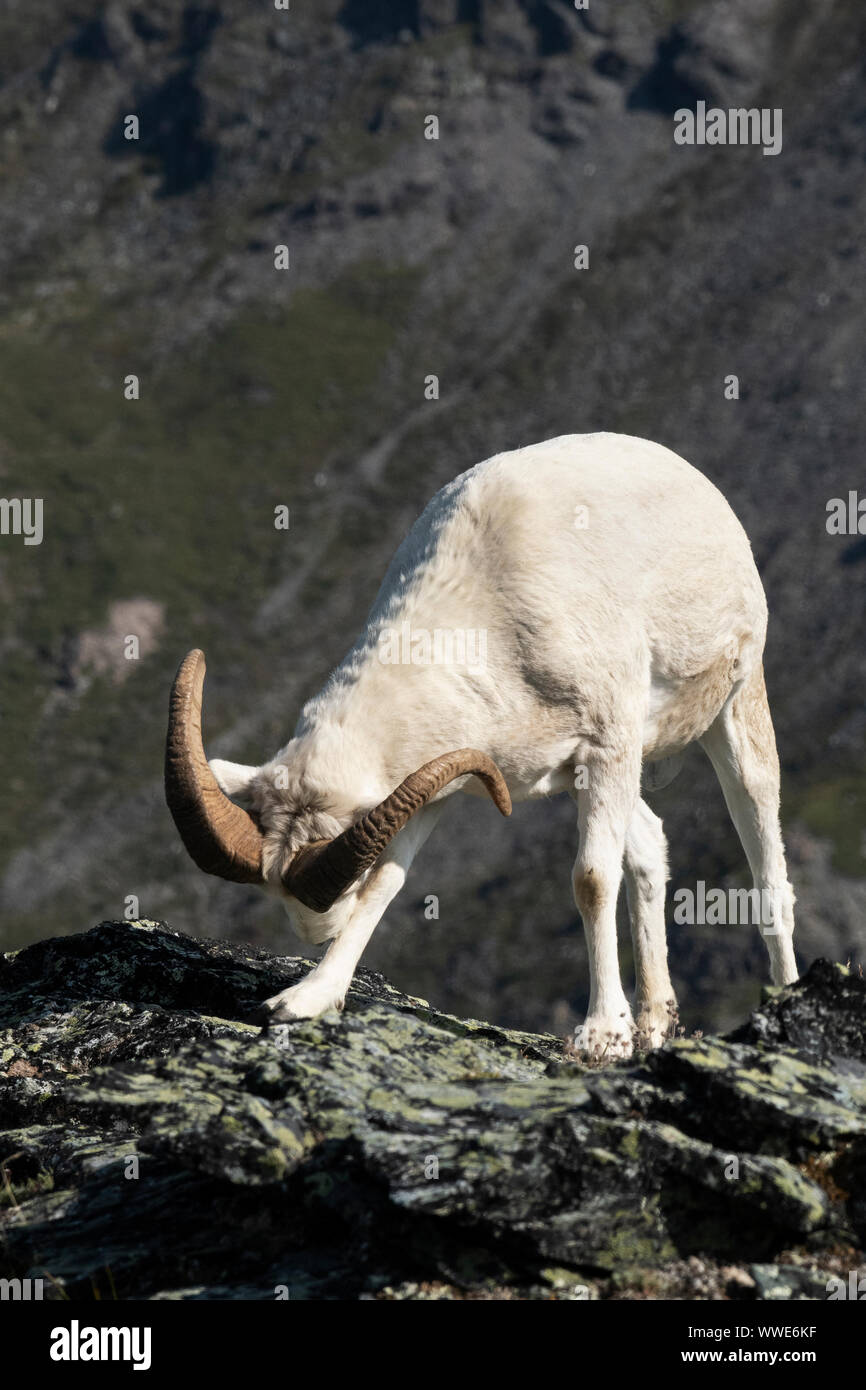 North America; United States; Alaska; Denali National Park; Wildlife ...