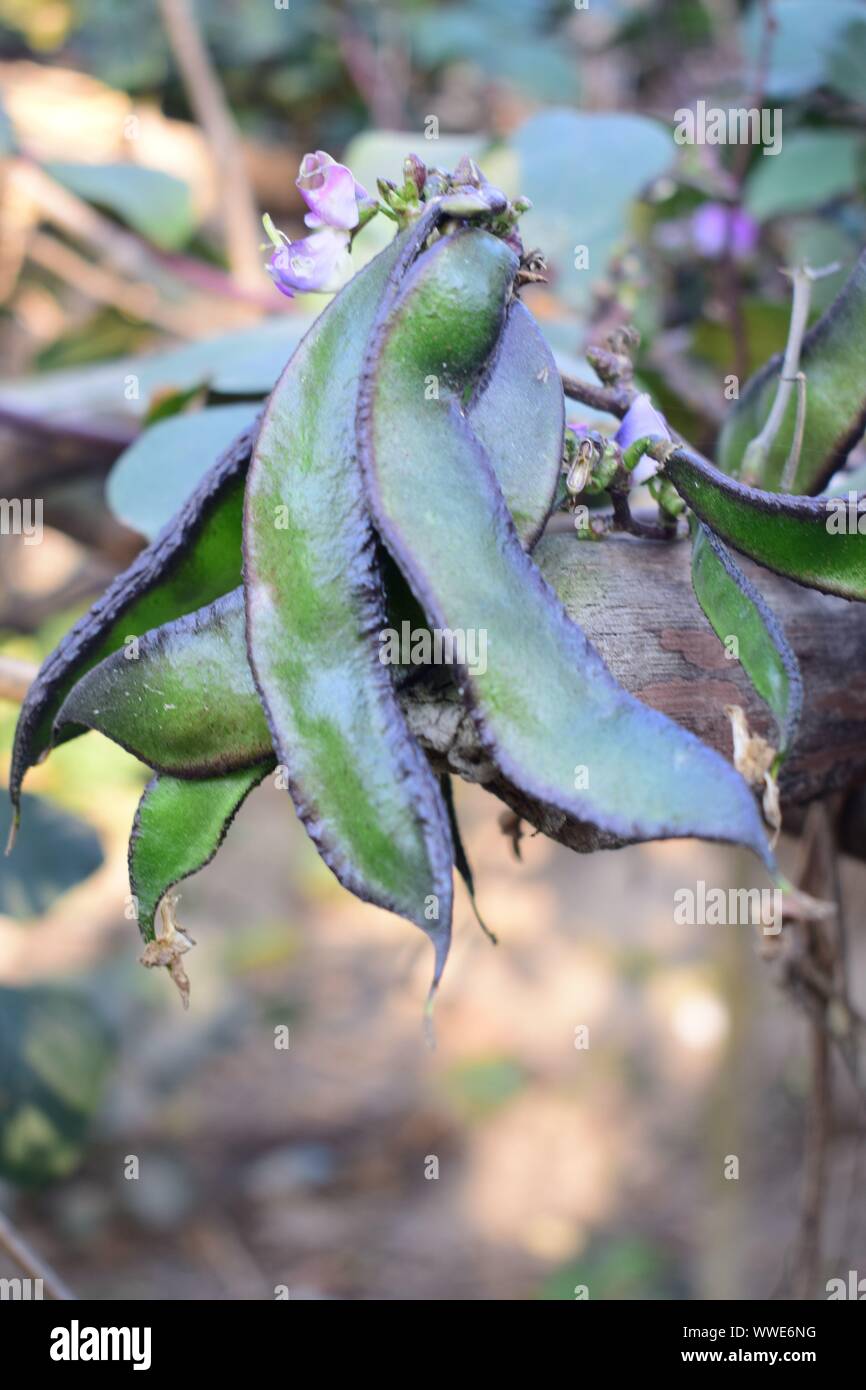 Beans on tree Stock Photo - Alamy