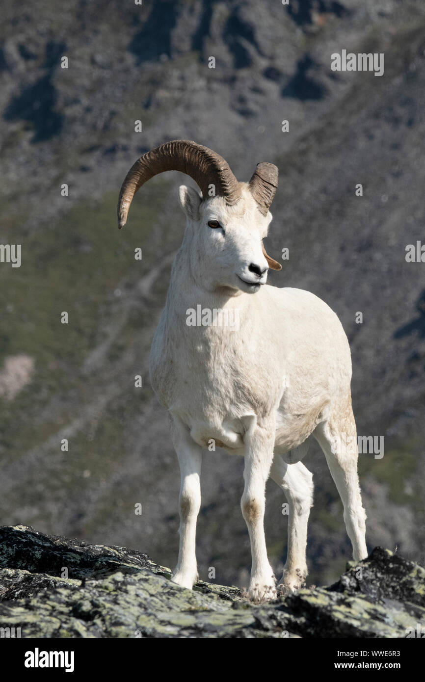 North America; United States; Alaska; Denali National Park; Wildlife ...