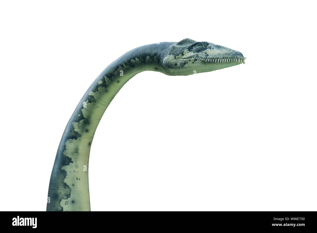 Elasmosaurus skeleton hi-res stock photography and images - Alamy