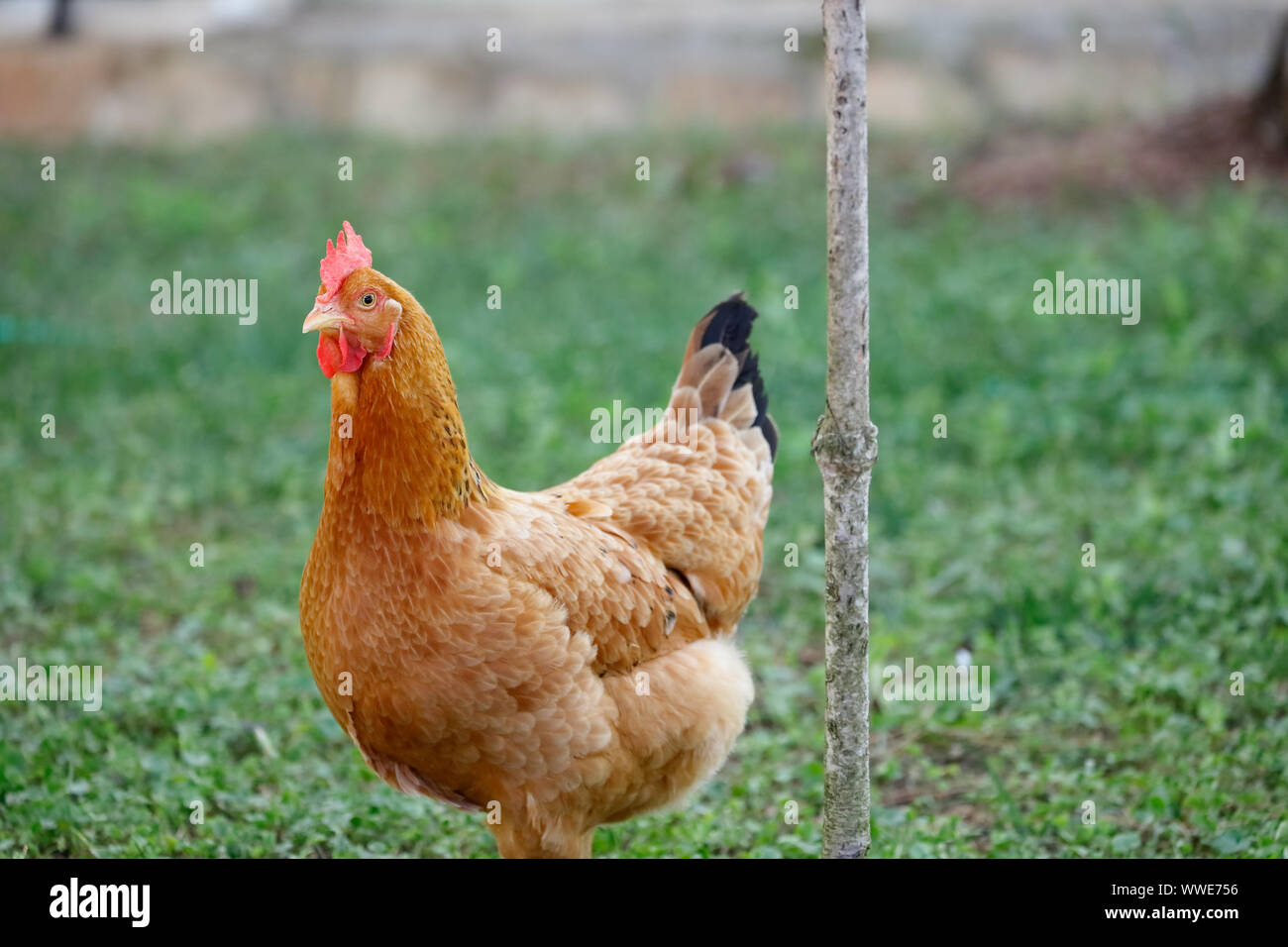 Free range chicken gathering, on the grass Stock Photo - Alamy