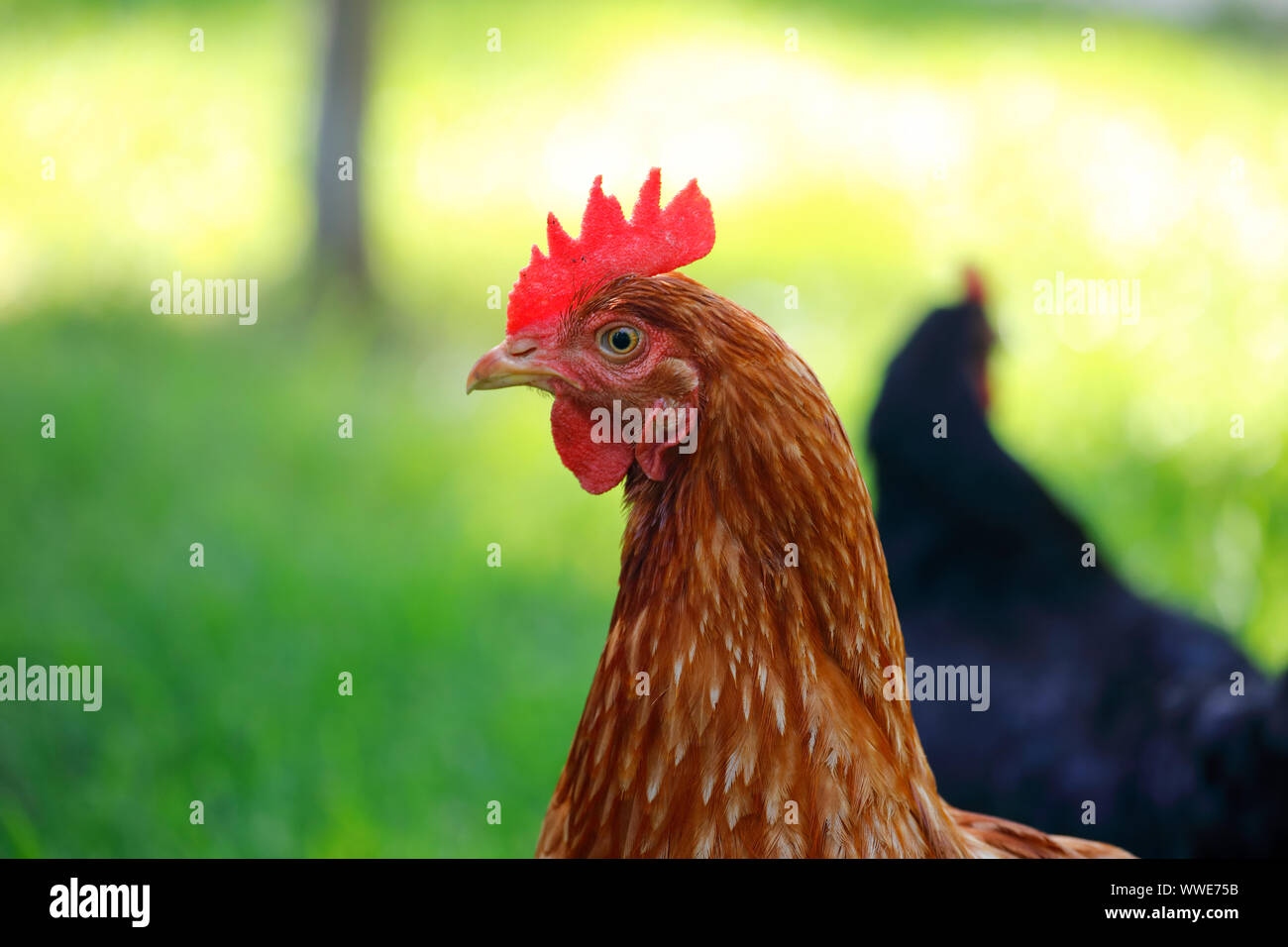 Free range chicken gathering, on the grass Stock Photo - Alamy