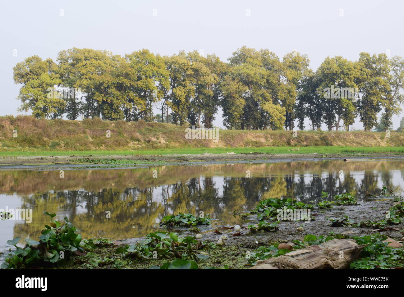 beautiful reflection of sal forest trees on river water Stock Photo - Alamy